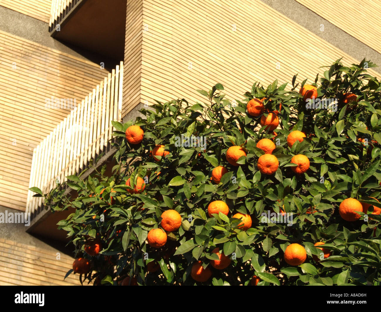 orange trees in rome Stock Photo - Alamy