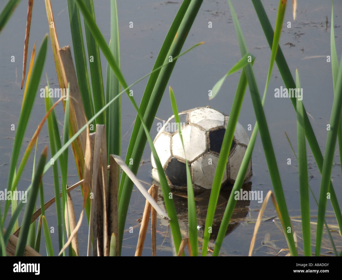 lost ball in lake Stock Photo - Alamy