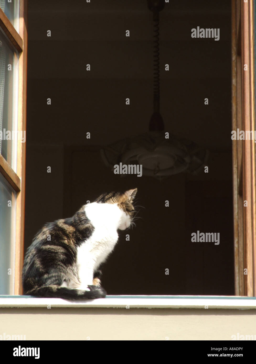 cat in window in frascati, italy Stock Photo - Alamy