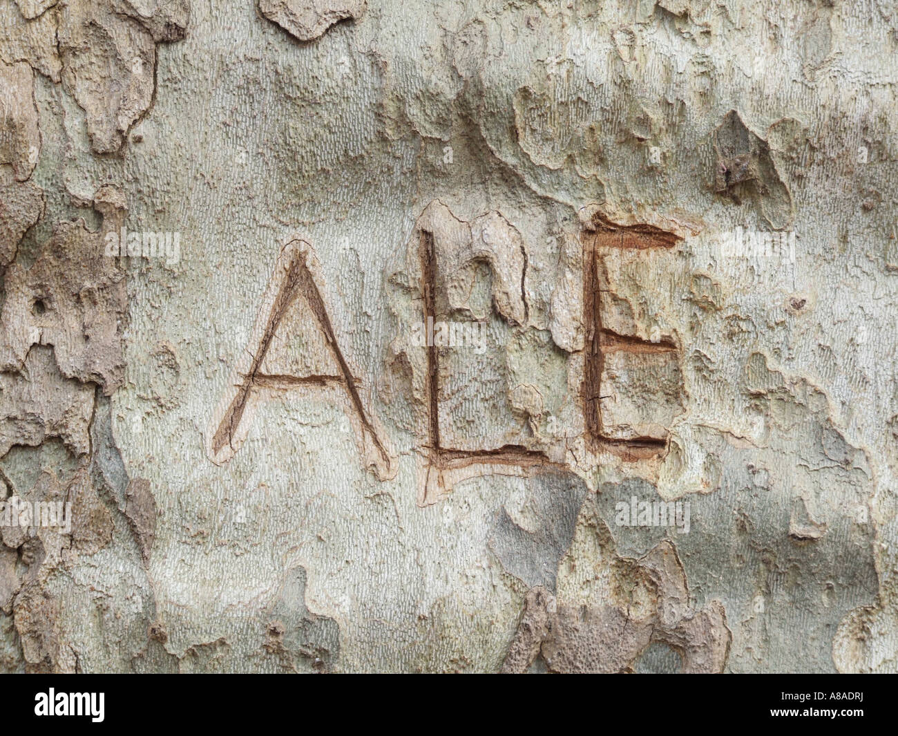 name carved onto tree trunk Stock Photo - Alamy