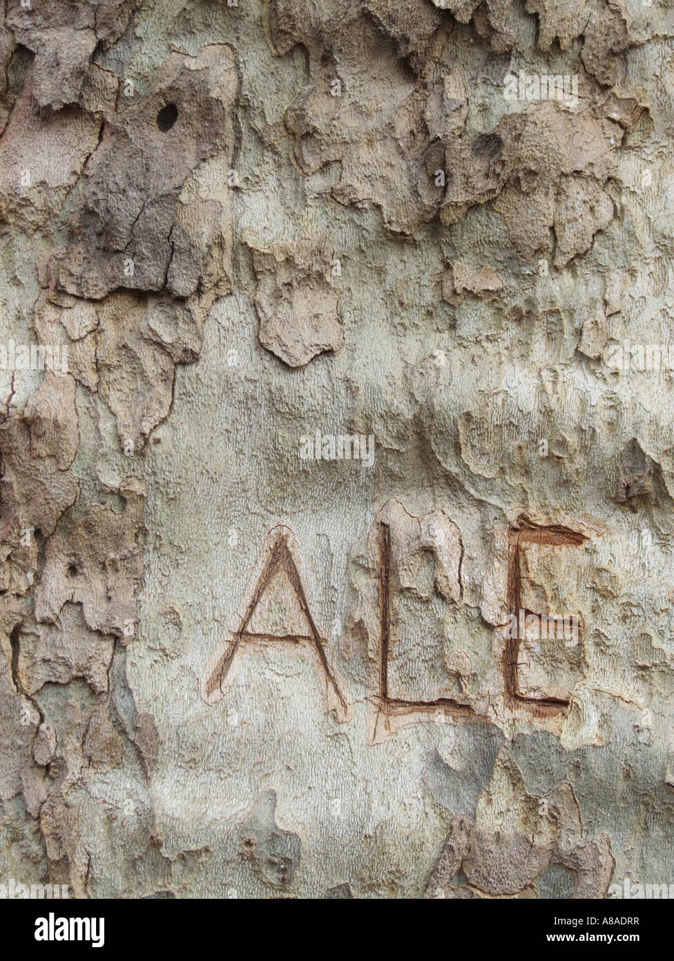 name carved onto tree trunk Stock Photo - Alamy