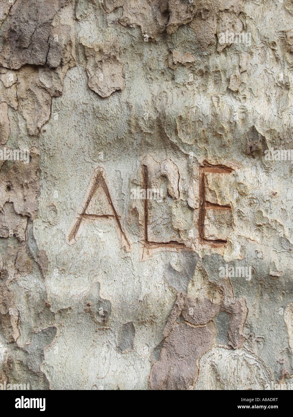 name carved onto tree trunk Stock Photo - Alamy