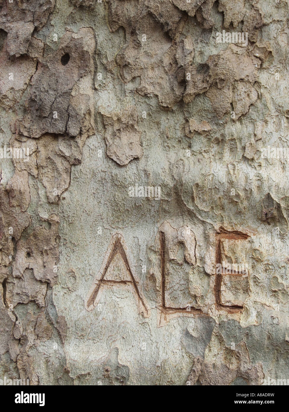 name carved onto tree trunk Stock Photo - Alamy