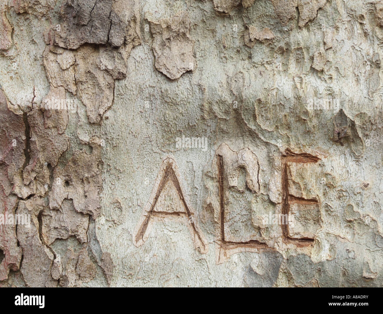 name carved onto tree trunk Stock Photo - Alamy