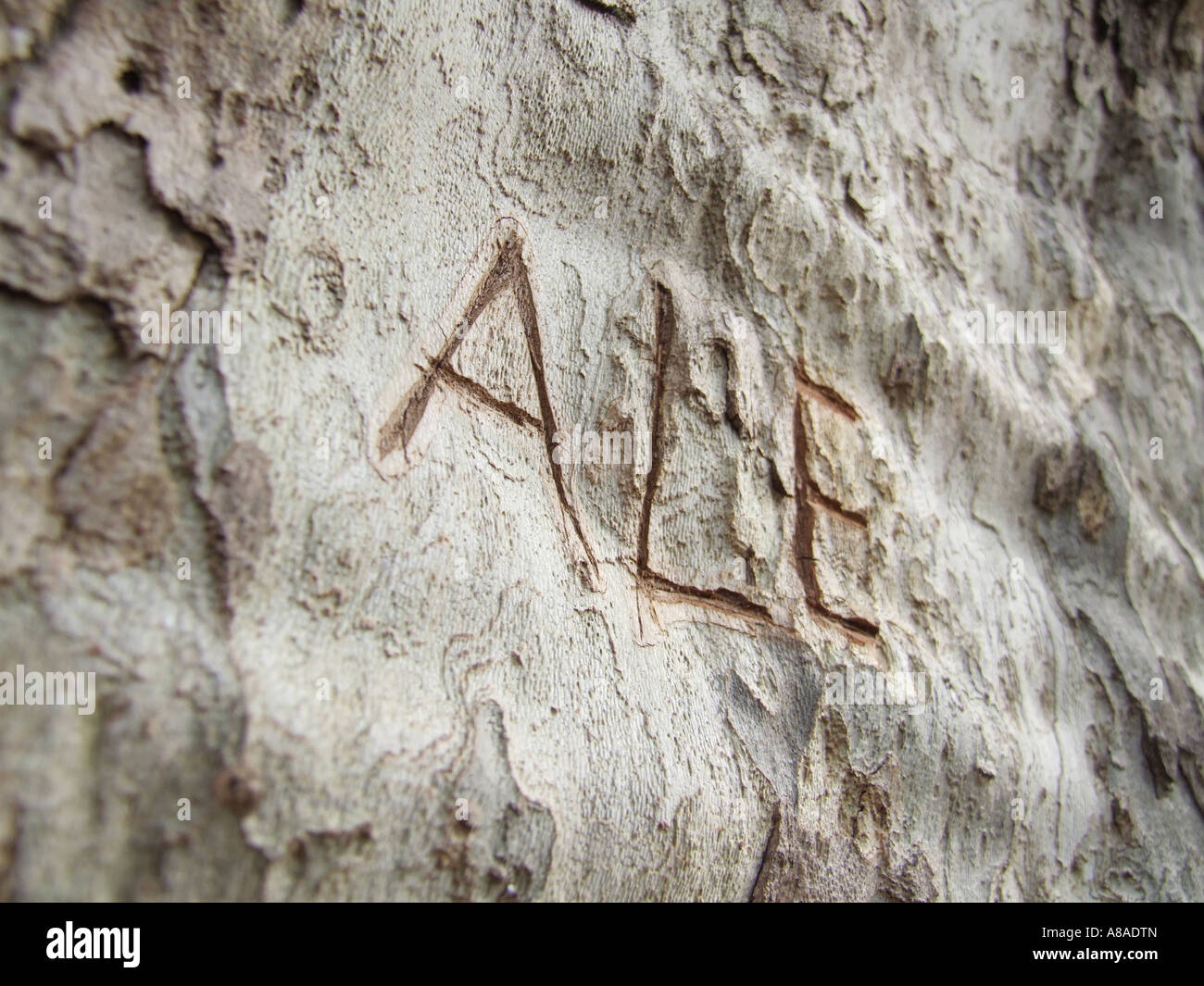 name carved onto tree trunk Stock Photo - Alamy
