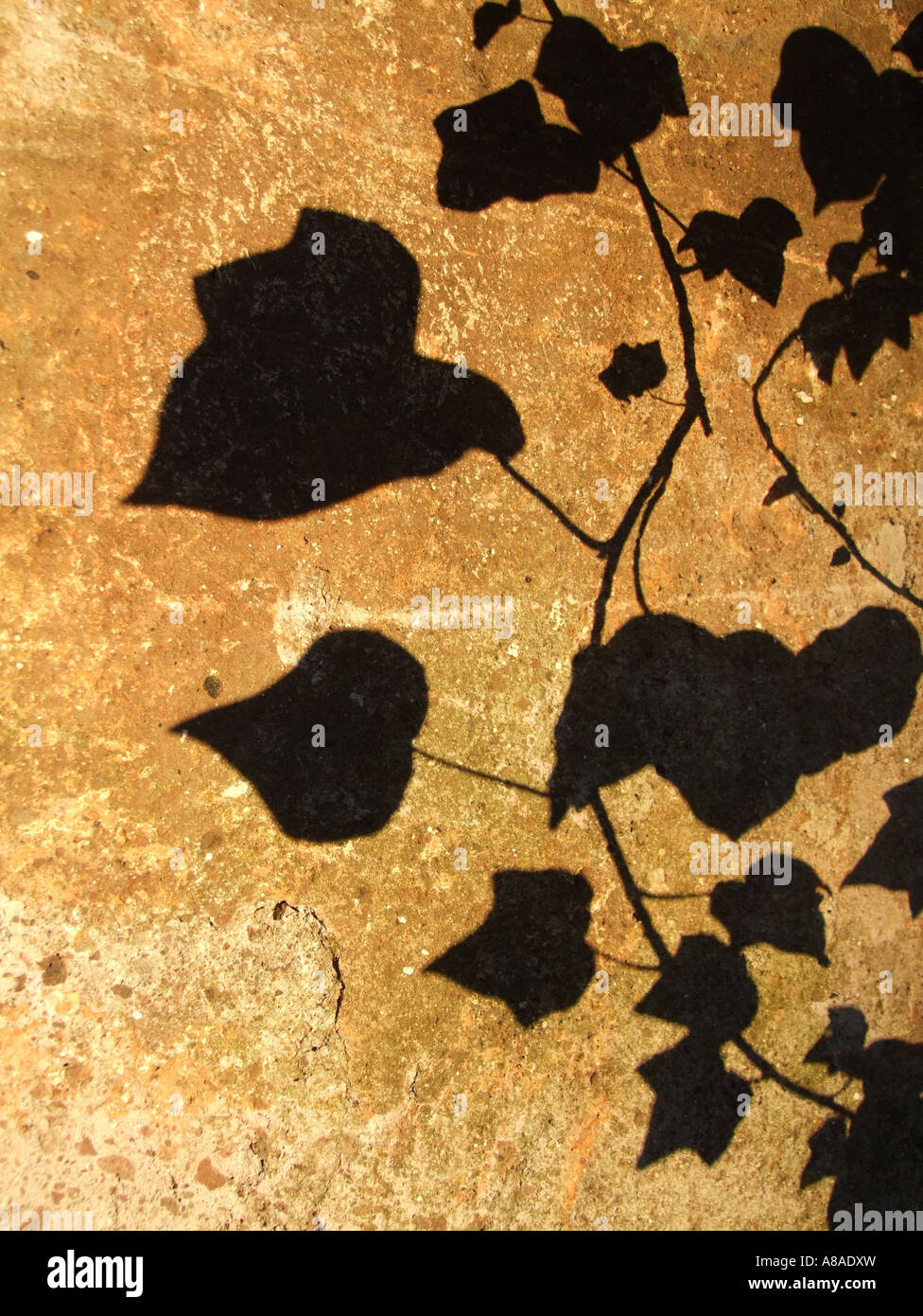 shadow of ivy bush on wall Stock Photo - Alamy