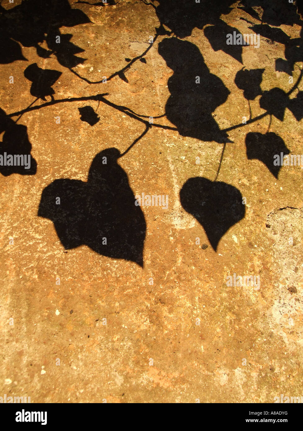 shadow of ivy bush on wall Stock Photo - Alamy