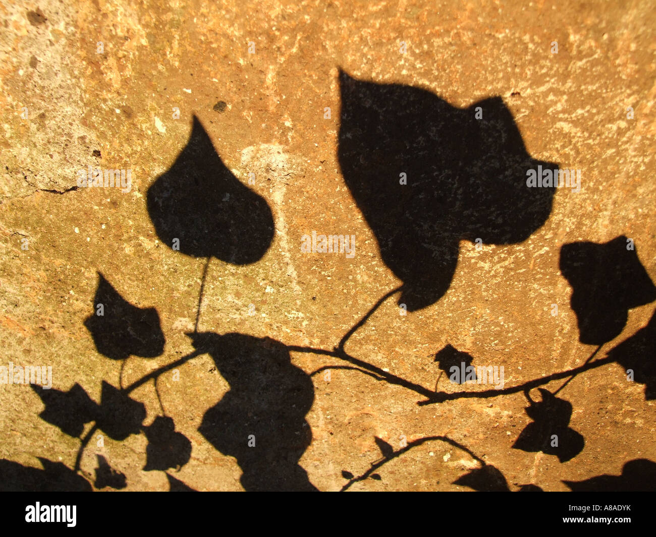 shadow of ivy bush on wall Stock Photo - Alamy