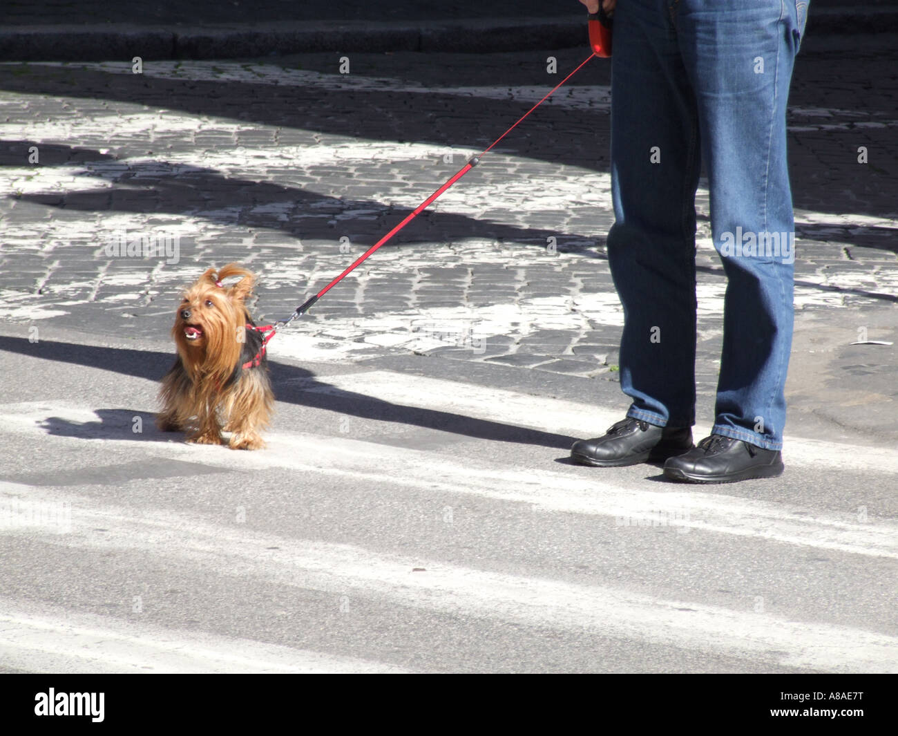 person with yorkshire terrier Stock Photo - Alamy