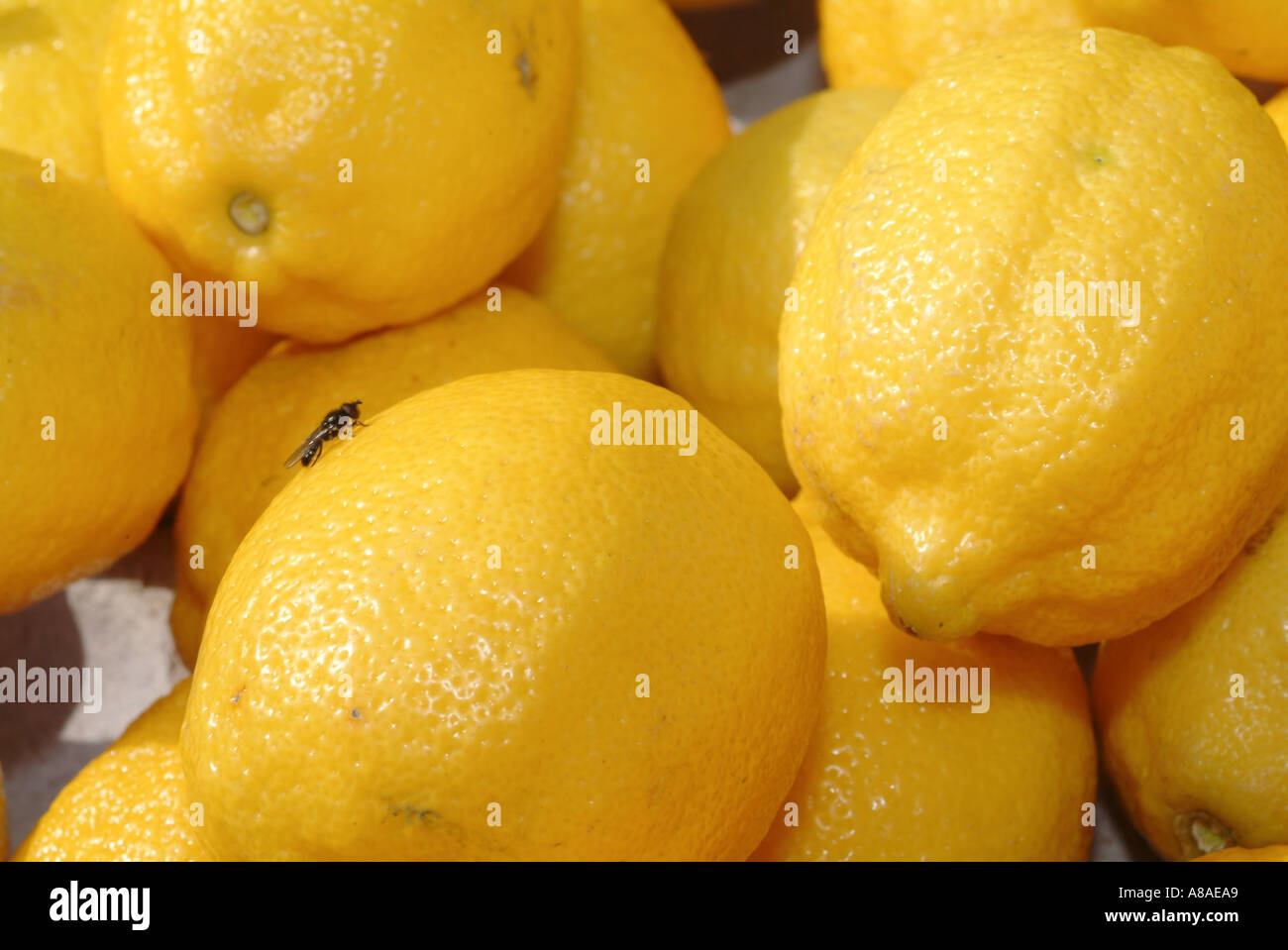 lemon yellow bright colour color fruit food citrus Stock Photo - Alamy