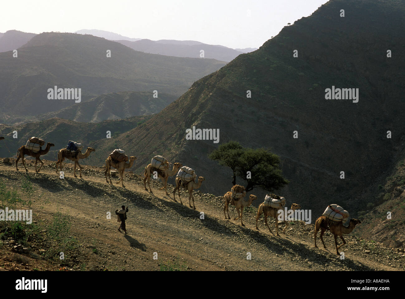 Afar salt caravan traveling between the Danakil Depression and Mekele ...