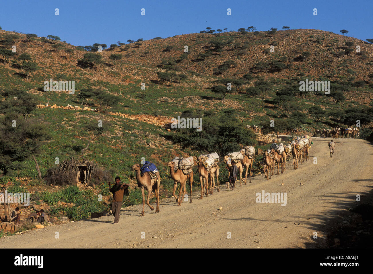 Afar salt caravan traveling between the Danakil Depression and Mekele ...