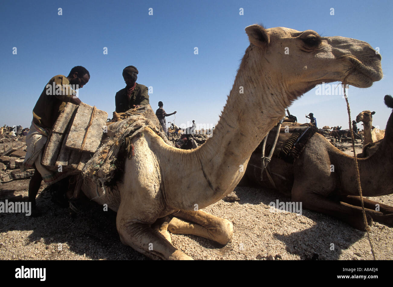 the Afar mine salt in the Danakil depression, Ethiopia Stock Photo - Alamy