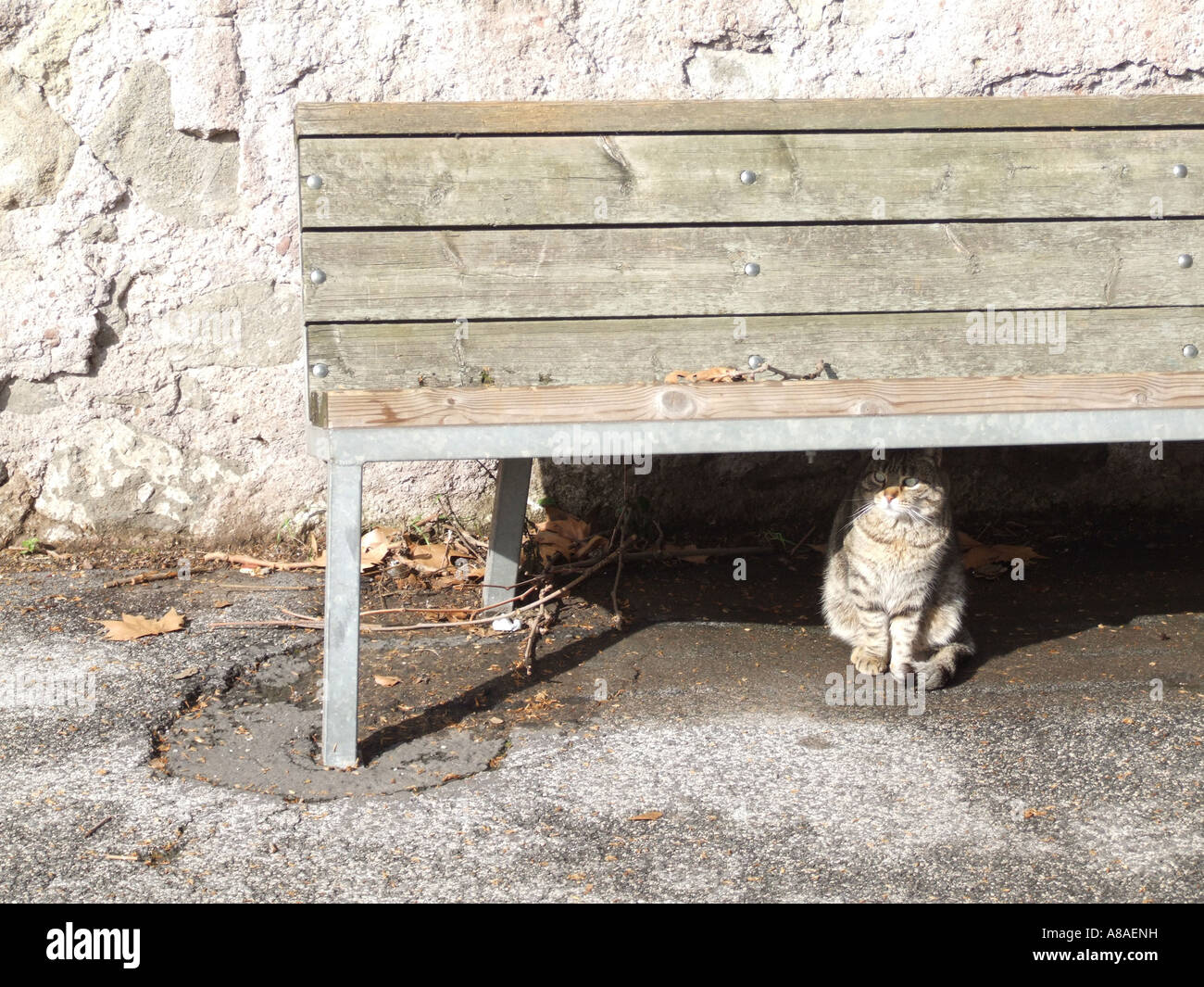 cat under bench Stock Photo - Alamy