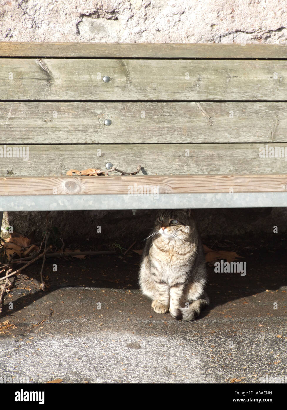 cat under bench Stock Photo - Alamy