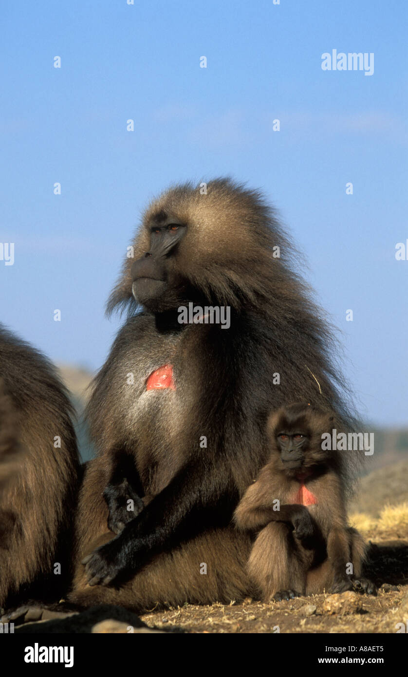 male and baby Gelada baboons ( Theropithecus gelada ) , Simien ...