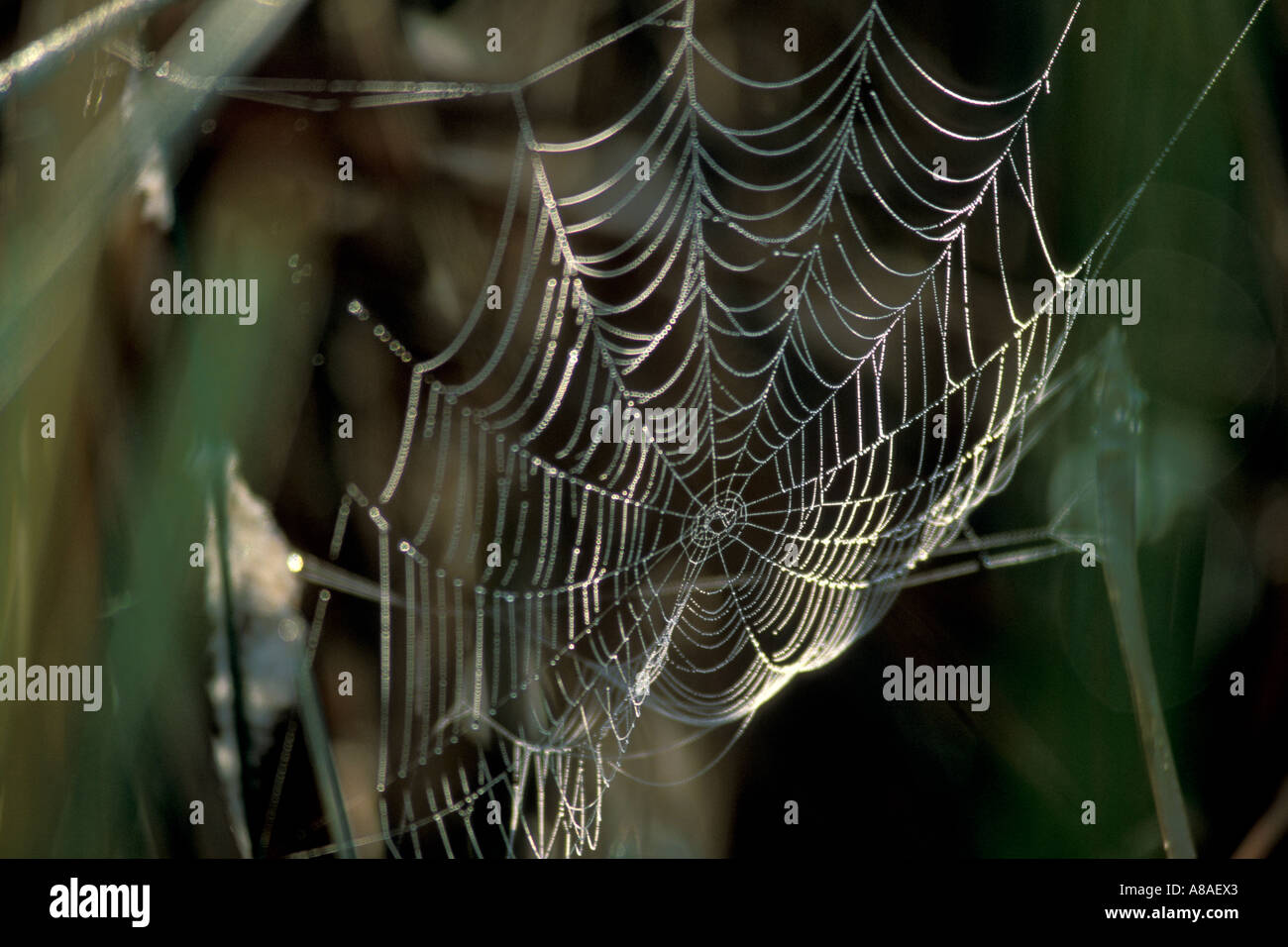 Morning dew on spider web San Luis National Wildlife Refuge near Los ...