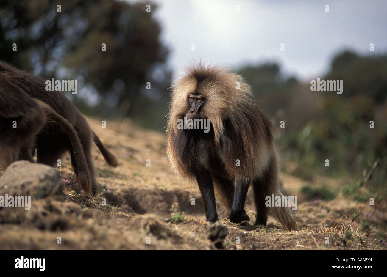 Gelada baboon ( Theropithecus gelada ) , Simien Mountains National Park ...
