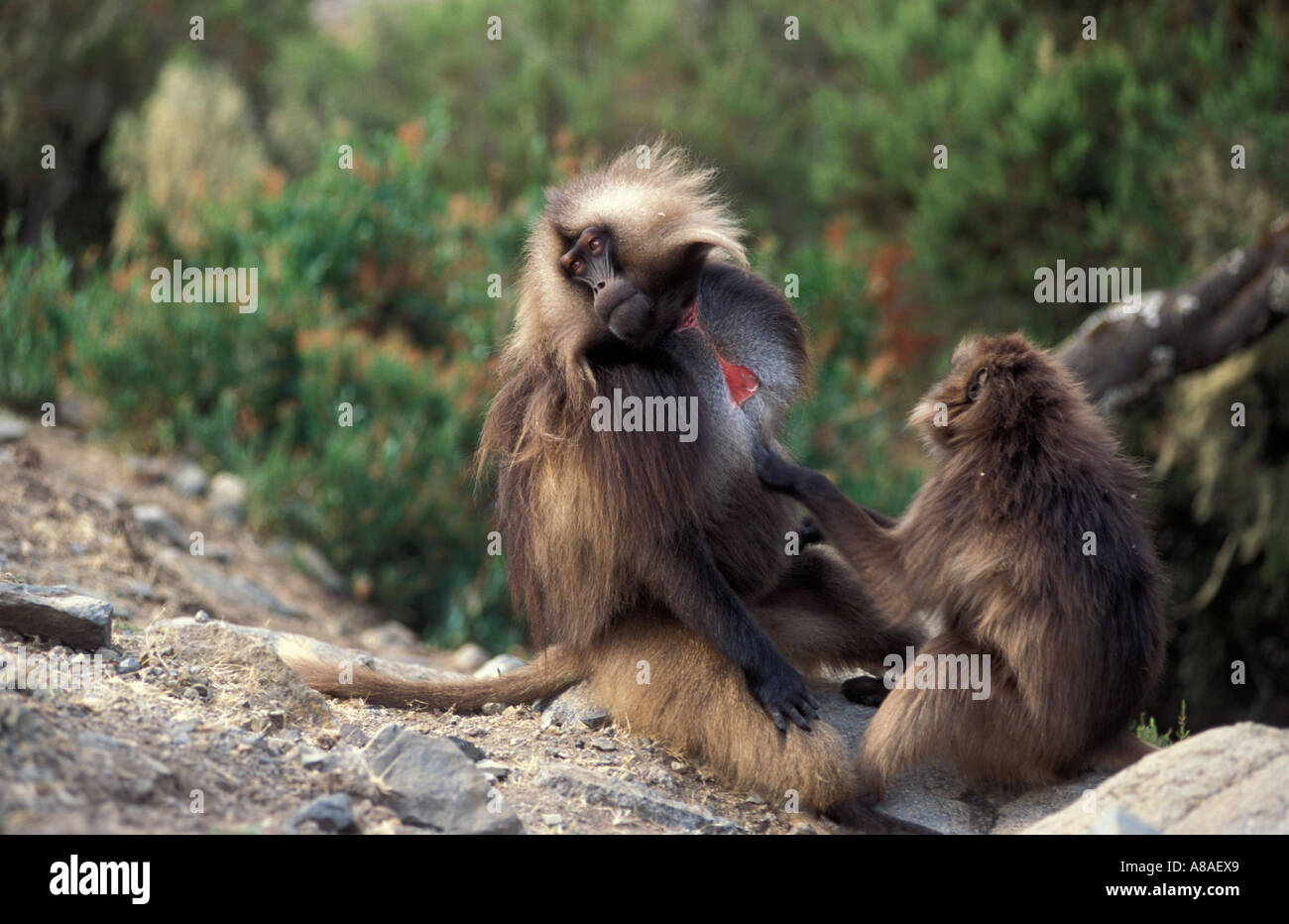 Gelada baboons grooming ( Theropithecus gelada ) , Simien Mountains ...