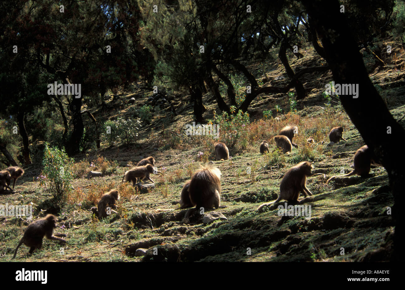 Gelada baboons ( Theropithecus gelada ) , Simien Mountains National ...