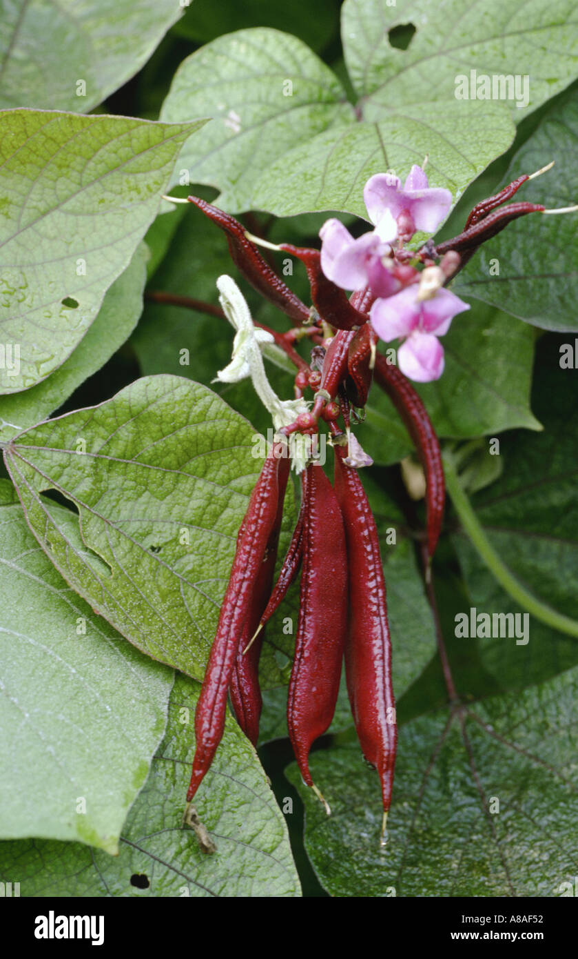 Beans blossoms hi-res stock photography and images - Alamy