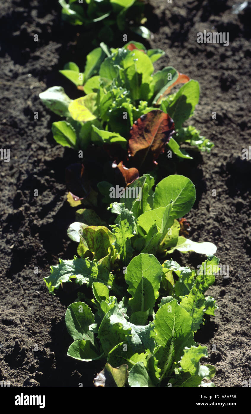 Mixed leaf lettuce hi-res stock photography and images - Alamy