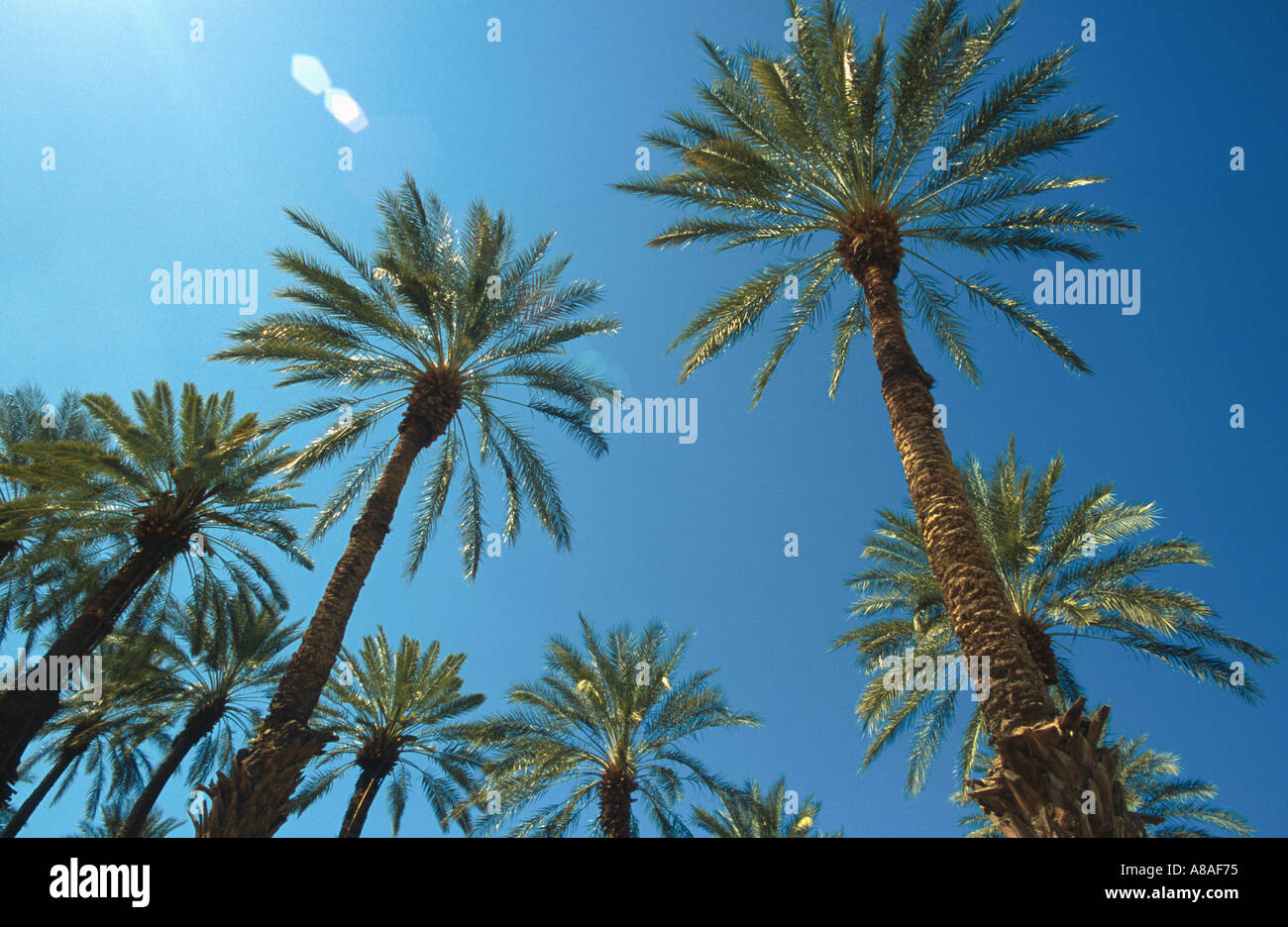 FRUITS Indio California Date palm grove tops of trees Coachella Velley ...