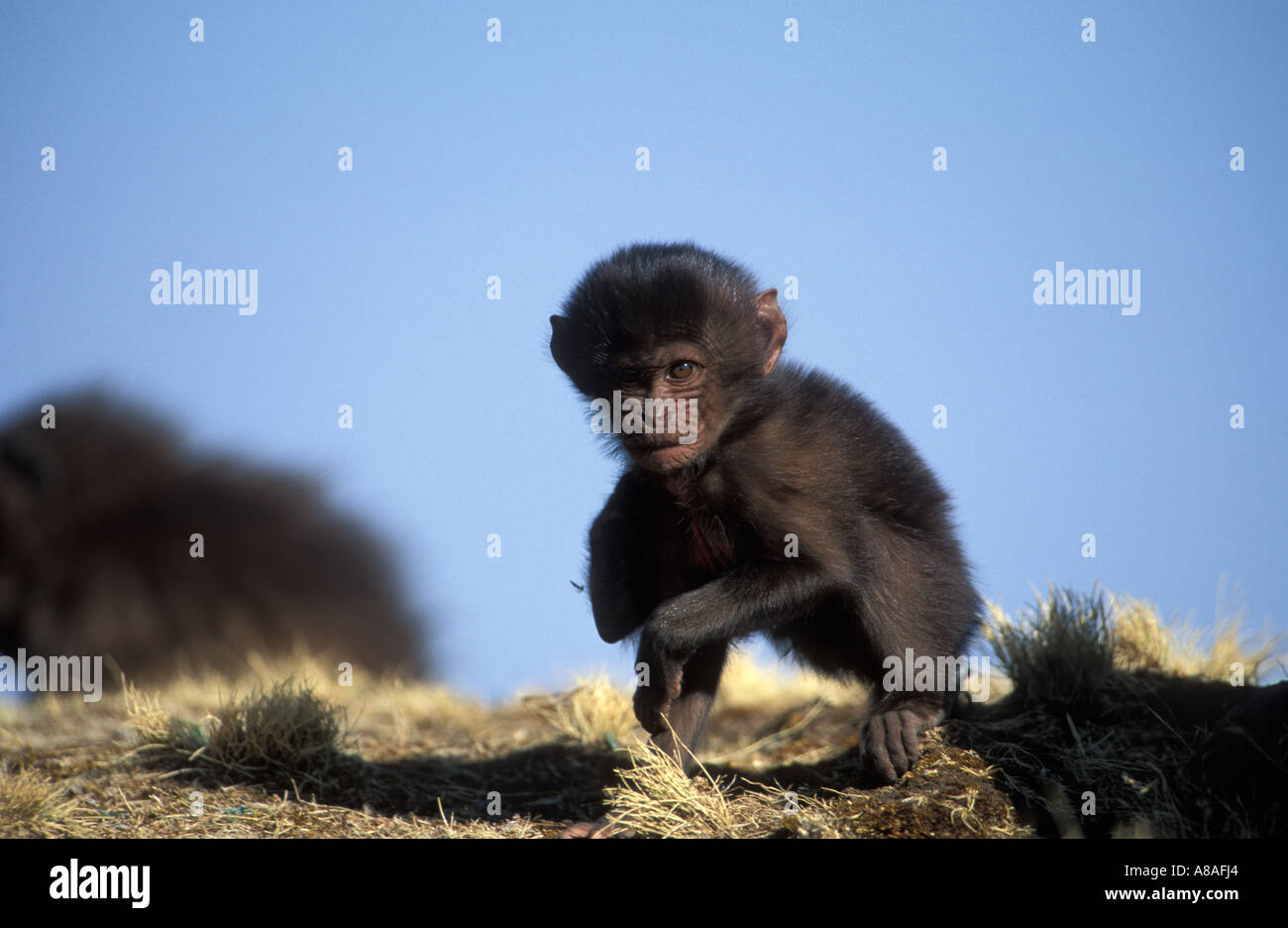Baby Gelada baboon ( Theropithecus gelada ) , Simien Mountains National ...