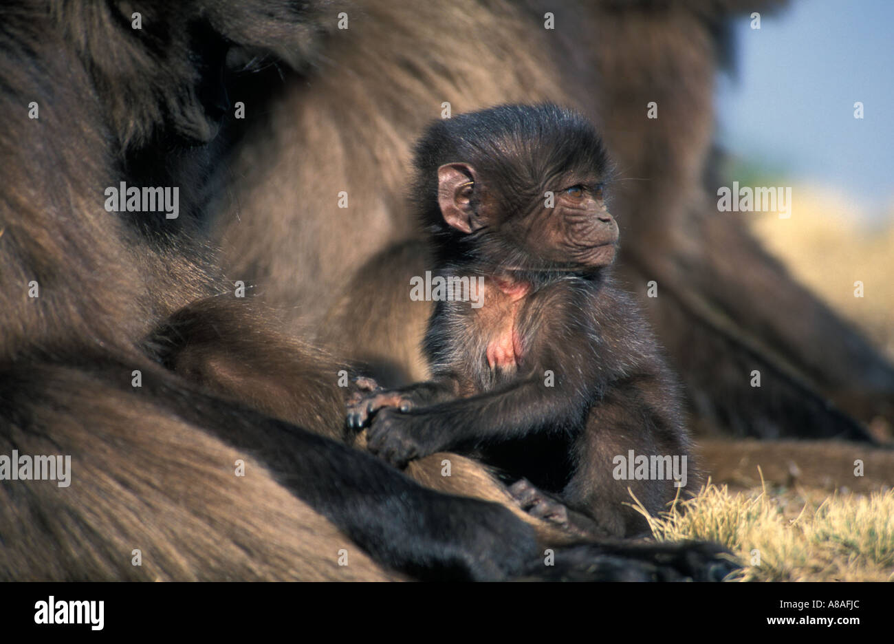 Baby Gelada baboon ( Theropithecus gelada ) , Simien Mountains National ...