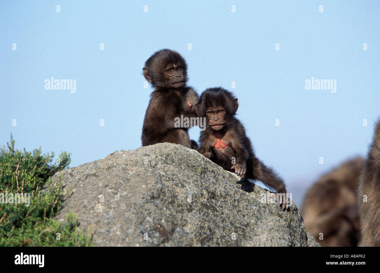 Baby Gelada baboons ( Theropithecus gelada ) , Simien Mountains ...