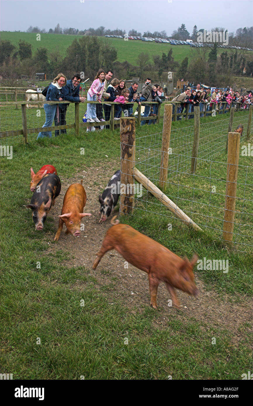 Pig racing hi-res stock photography and images - Alamy
