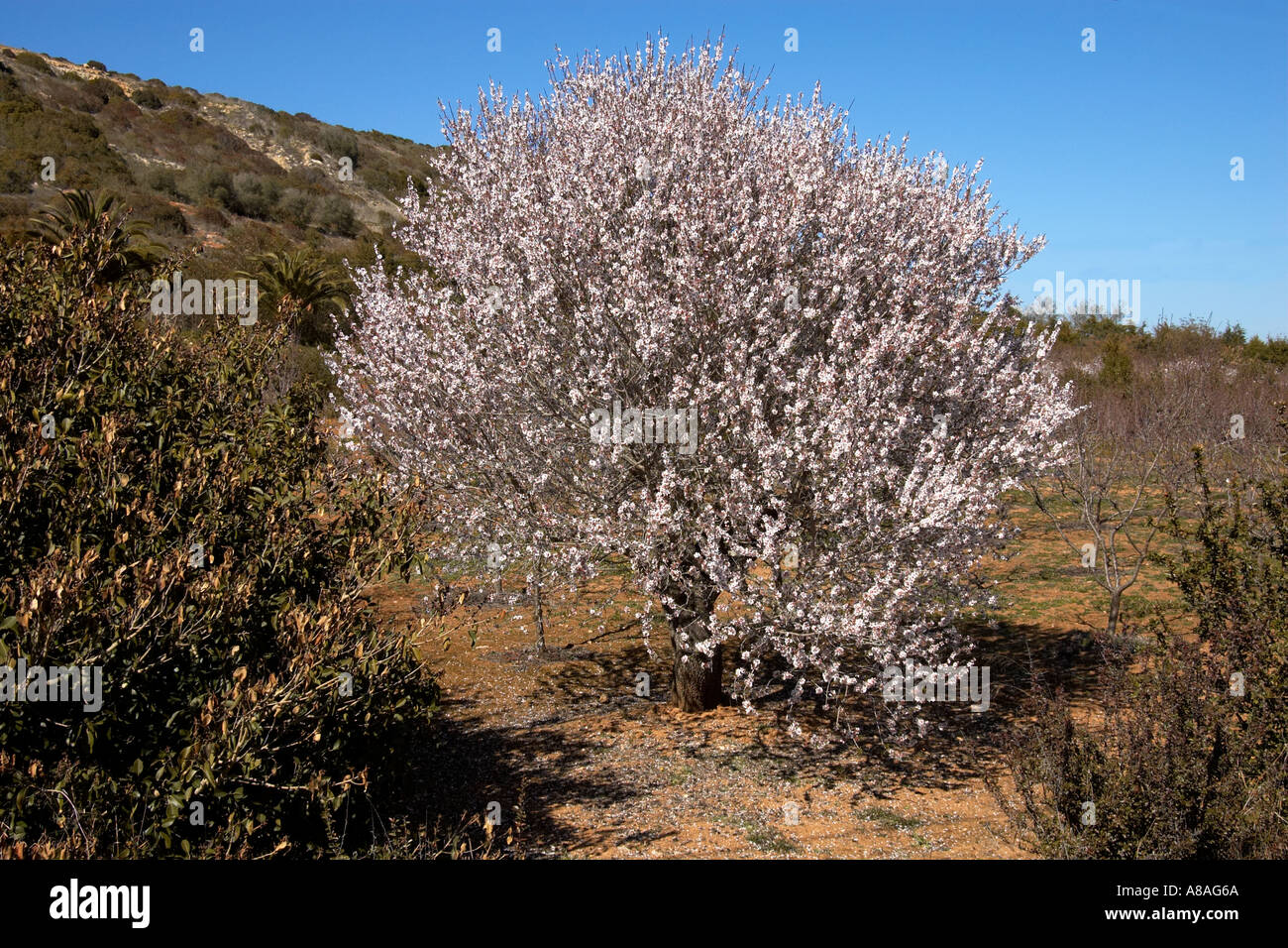 Solitary blossom hi-res stock photography and images - Alamy