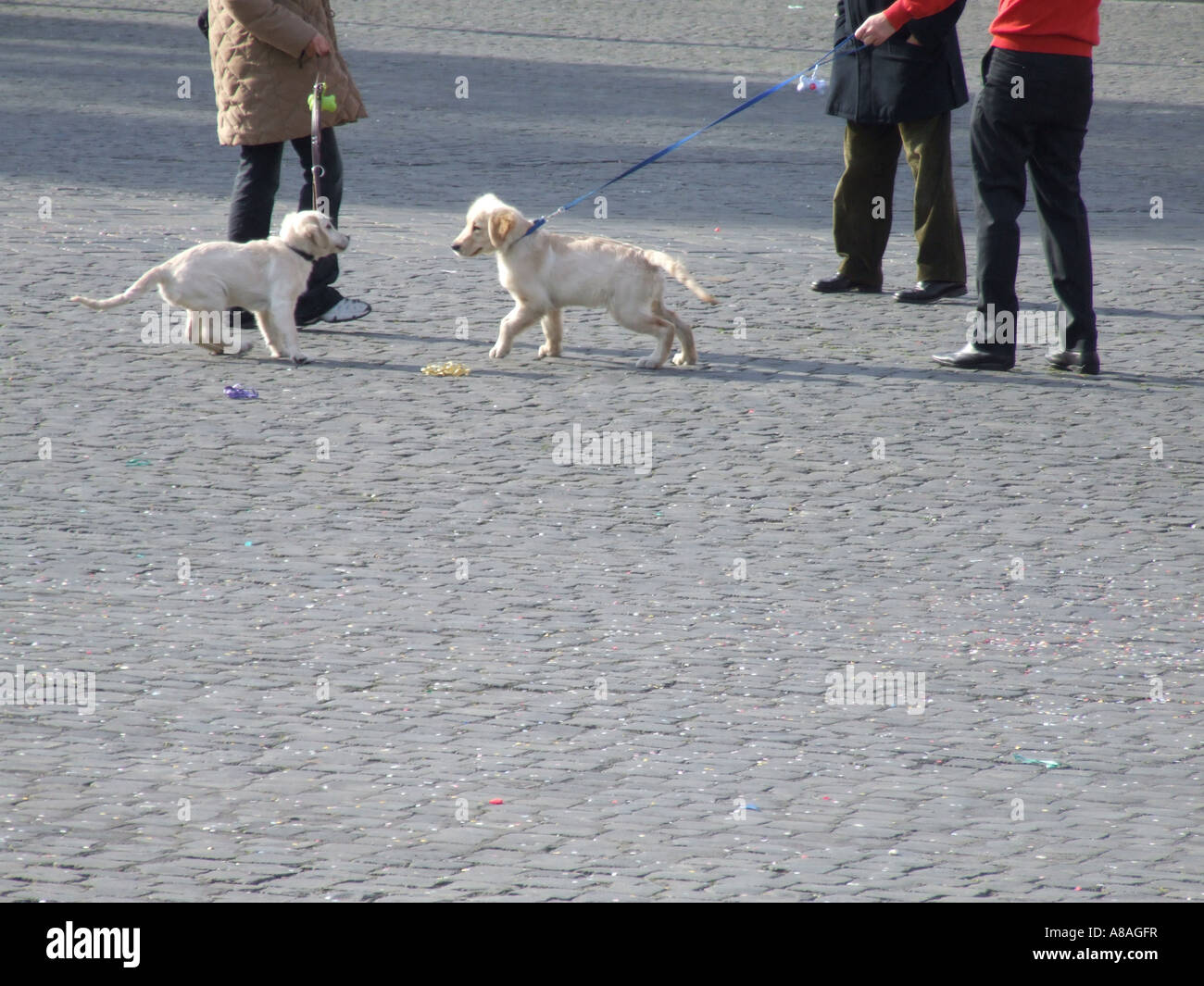 two dogs meeting in town Stock Photo - Alamy