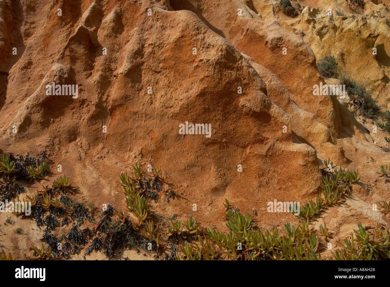 Naturally occurring patterns hi-res stock photography and images - Alamy