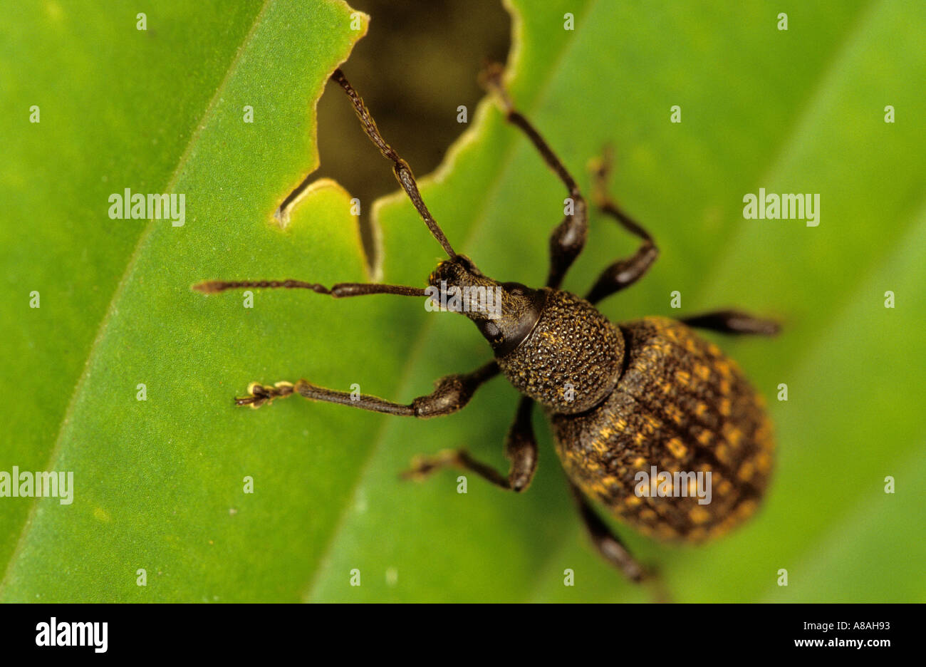 Vine weevil damage hi-res stock photography and images - Alamy