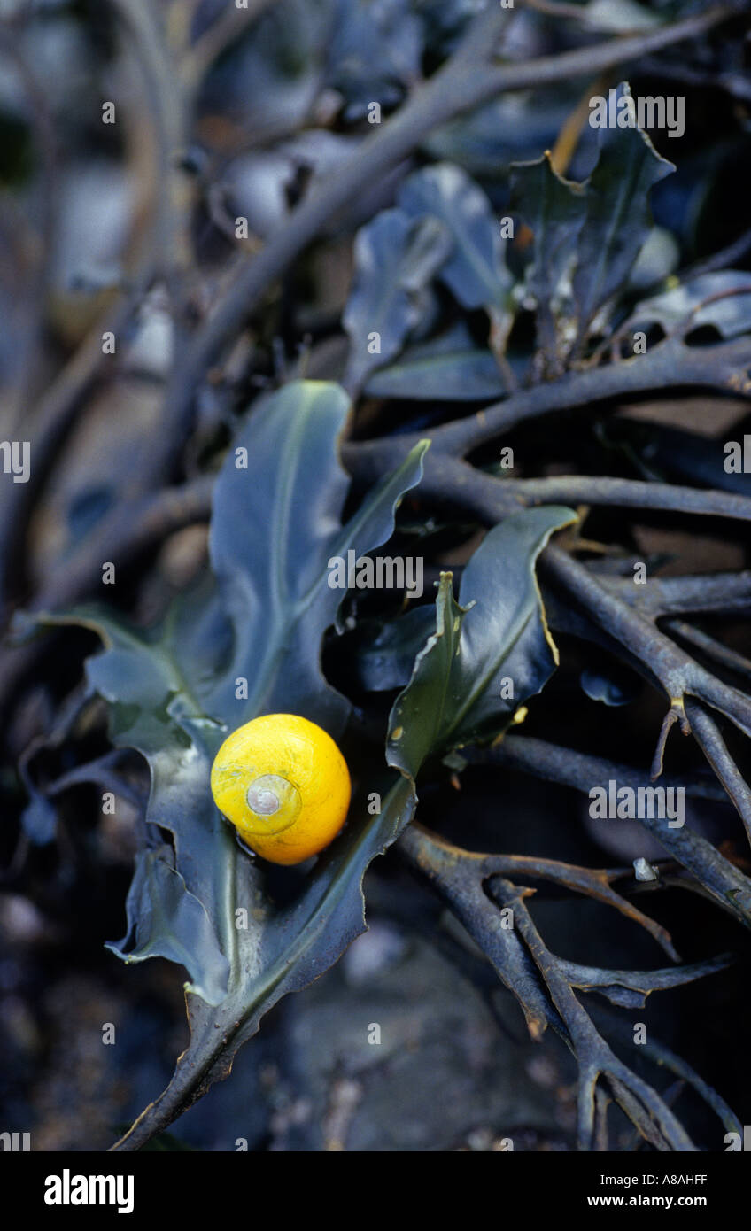 Periwinkle Yellow And Black