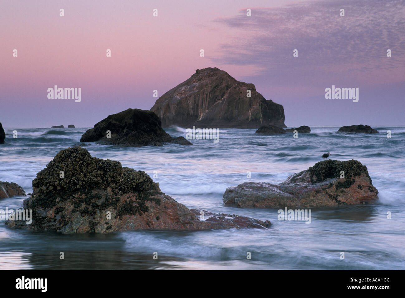 Jagged rocks and ocean surf waves on coastal beach at dawn Bandon State ...