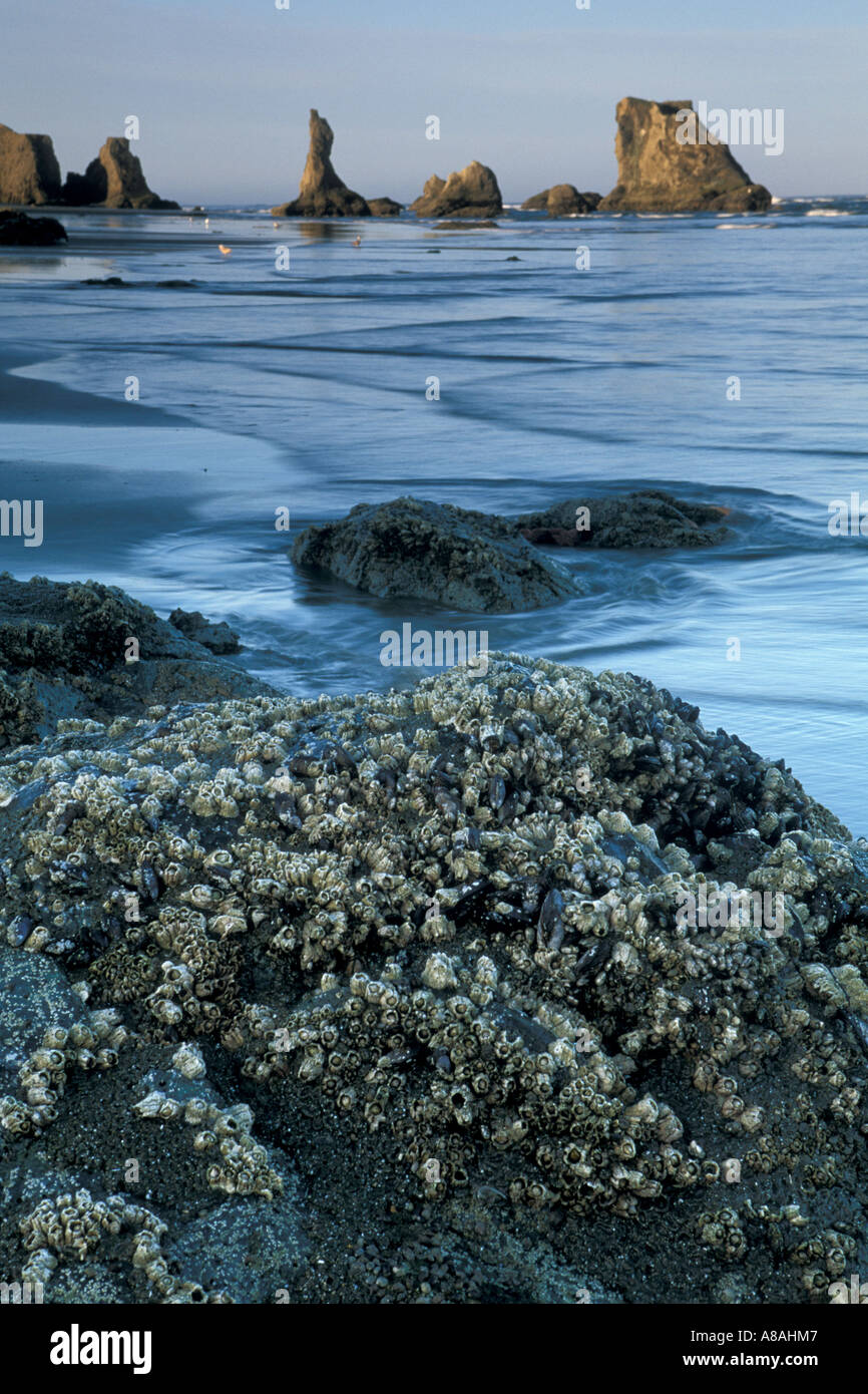 Barnacles on tidal rocks and ocean surf waves on coastal beach at ...