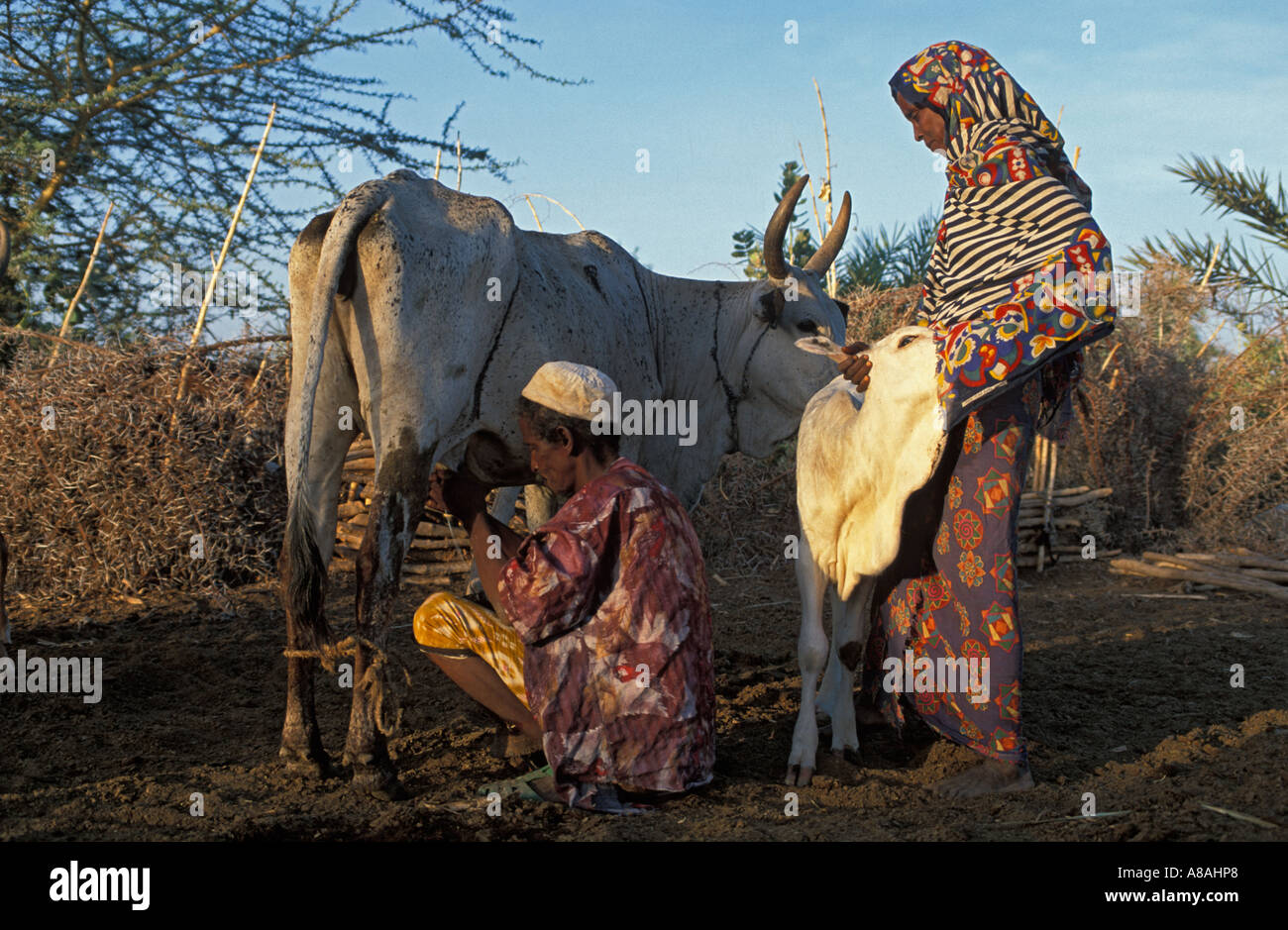 Afar man milking cow, Assaita, Danakil desert fringe, Ethiopia Stock ...