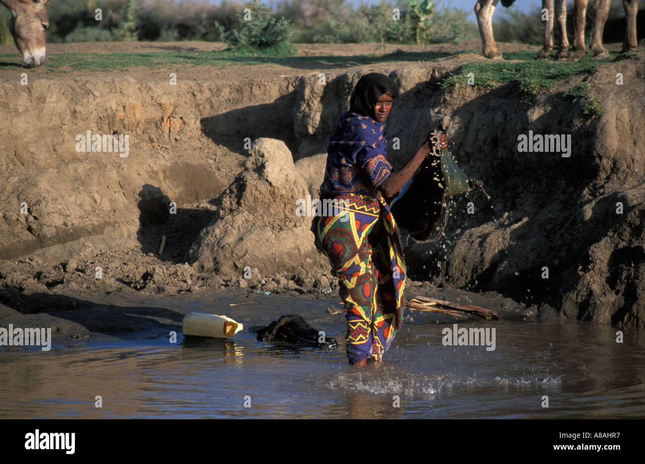Afar woman collecting water from the Awash river, Assaita, Danakil ...