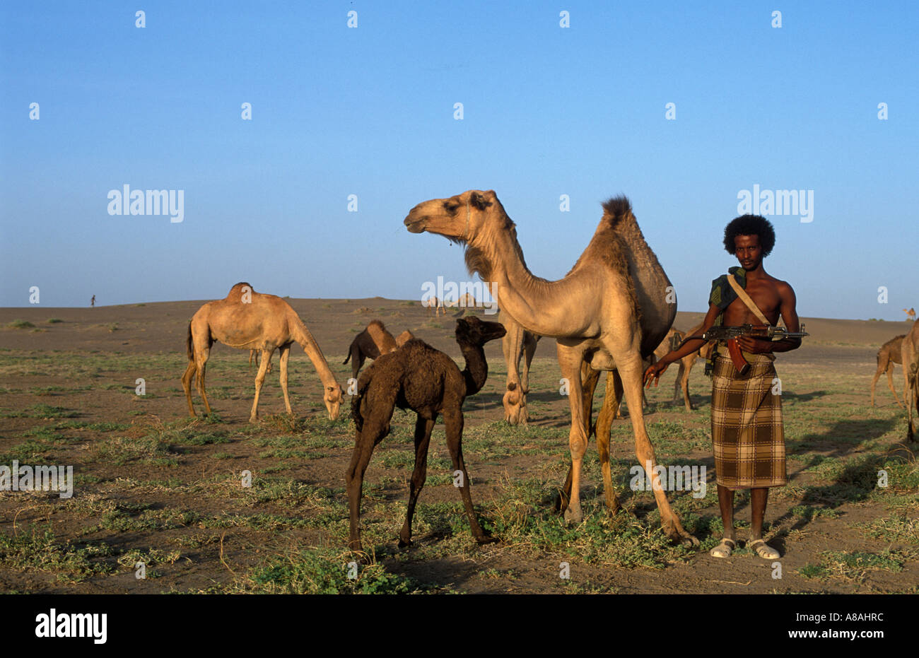 Afar Tribe Man Assaita Afar High Resolution Stock Photography and ...