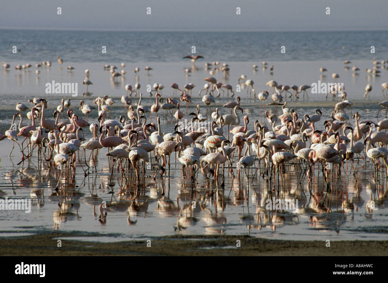 flamingos in lake Abiata, Abiata Shala National Park, Ethiopia Stock ...