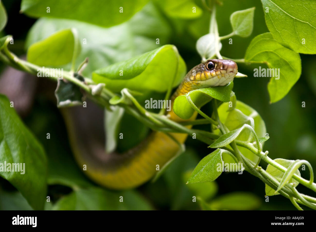 Green Garter Snake in the Wild Stock Photo - Alamy