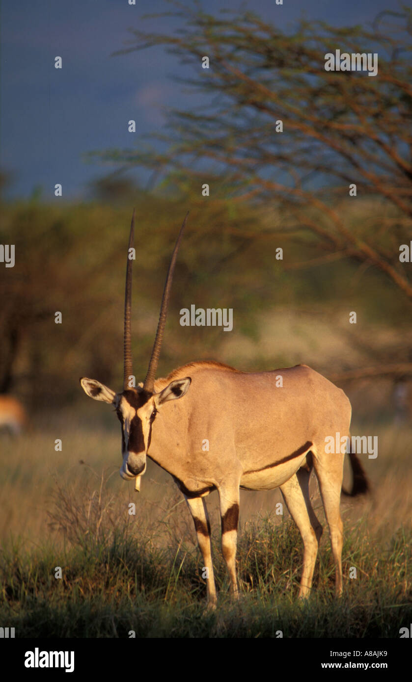 Ethiopia beisa oryx hi-res stock photography and images - Alamy