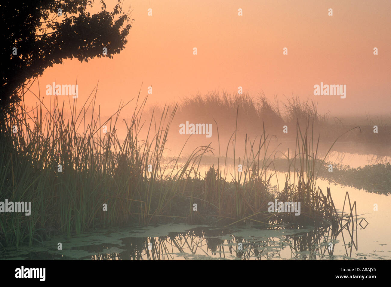 Fog california san joaquin valley hi-res stock photography and images ...