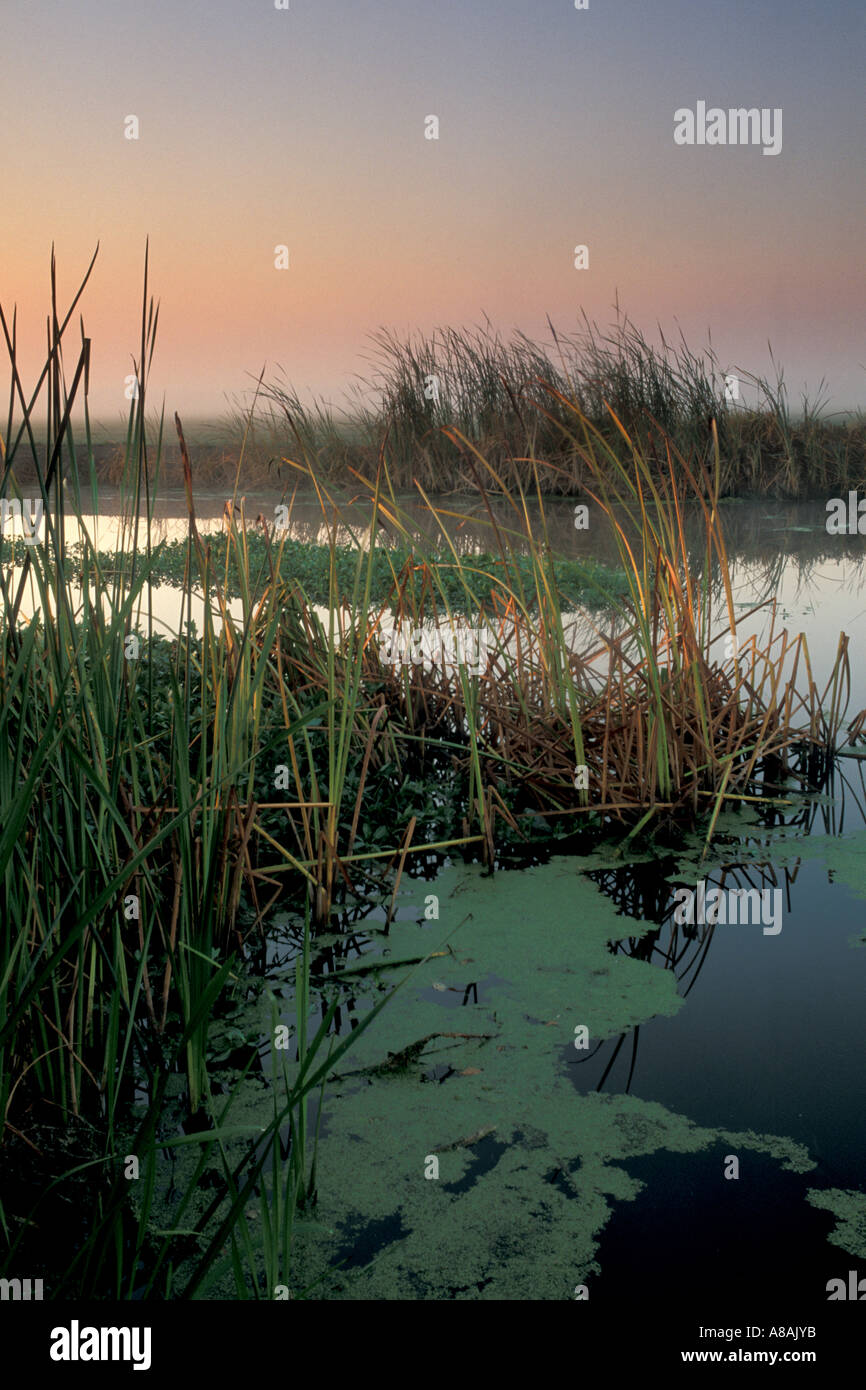 Misty morning light over tule reeds and water Jones Tract San Joaquin ...