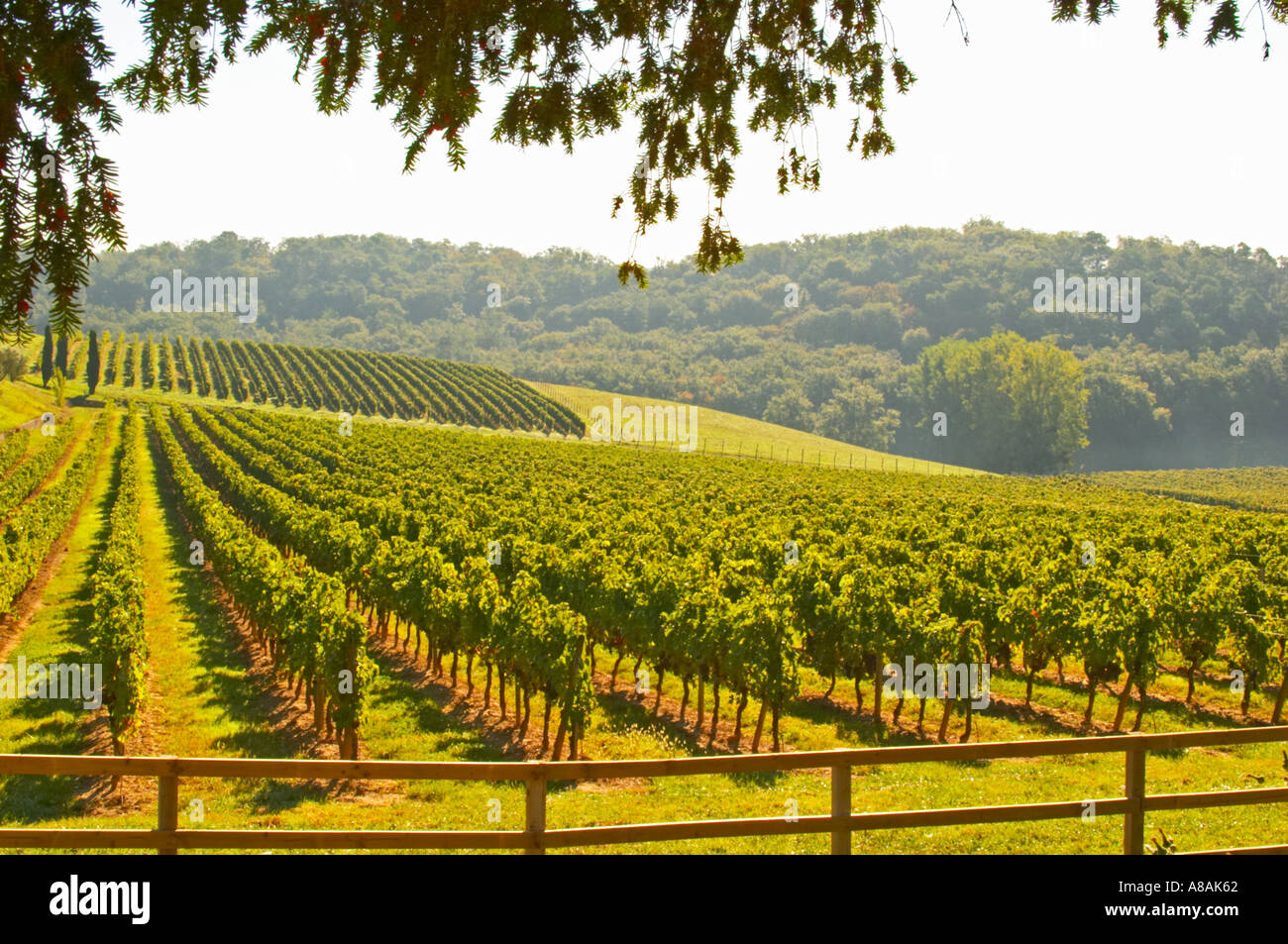 The vineyard and a valley with a forest - Chateau Carignan, Premieres ...