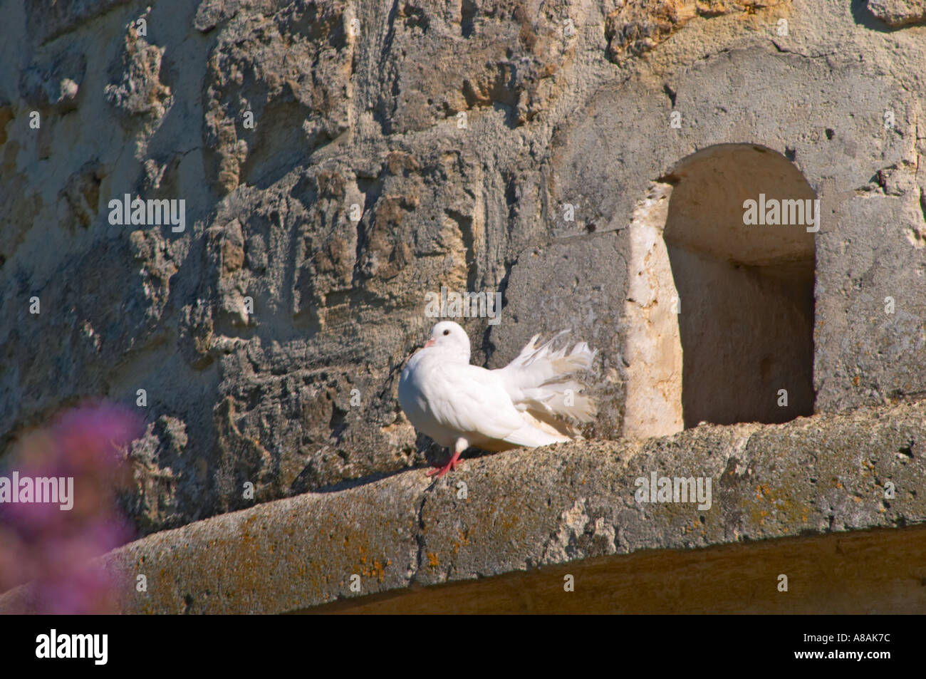 A white dove standing on a ledge of an old stone dovecote dove house ...