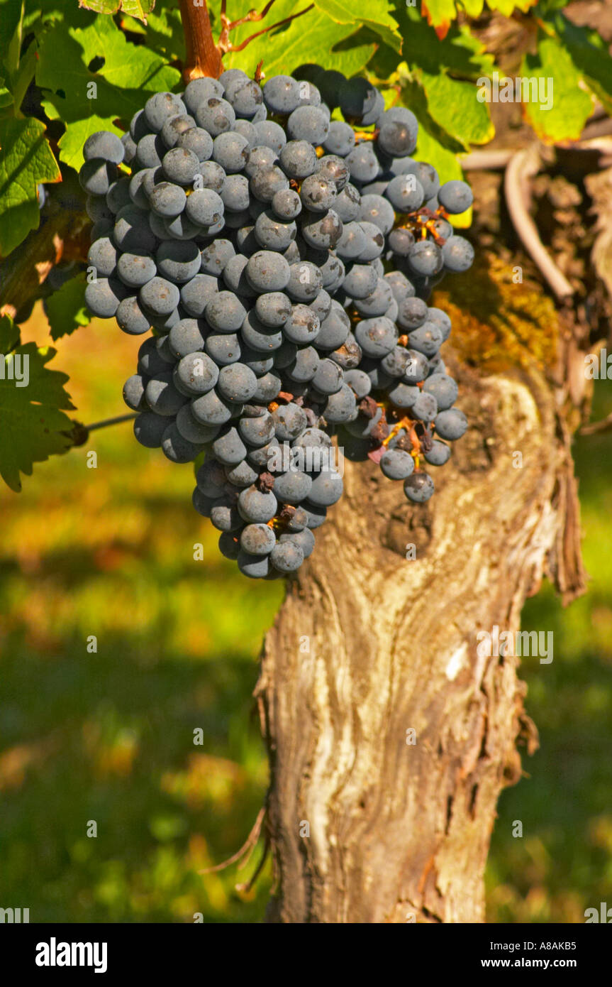 Petit Verdot grape bunches and vines - a very old vine - Chateau de la ...