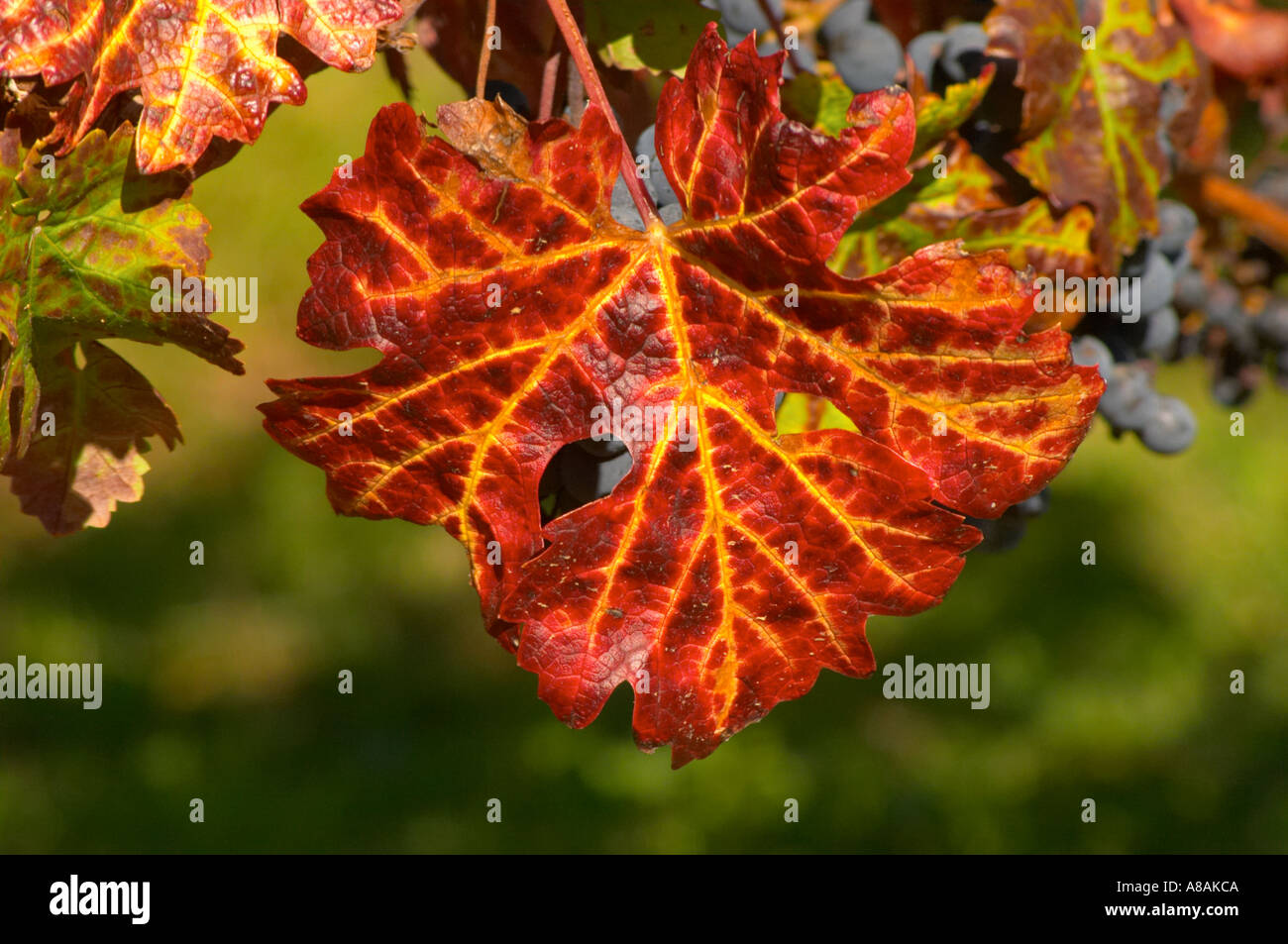 A petit verdot leaf in autumn colours colors red and yellow - Château ...